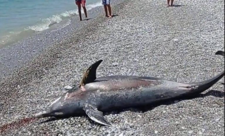 Νεκρό δελφίνι στην παραλία της Καλαμάτας - Αμέσως μετά εμφανίστηκε ...