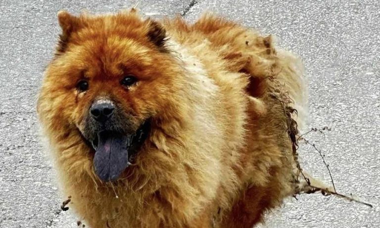 Απίστευτη κτηνωδία στα Χανιά: Έριξαν καυστικό υγρό στην πλάτη σκύλου ...